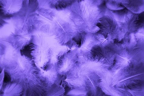 검은 배경에 아름다운 추상 적색 파란색과 밝은 보라색 깃털과 흰색 패턴과 보라색 배경에 부드러운 흰색 핑크 깃털 질감 검은색에 대한 스톡 사진 및 기타 이미지 Istock