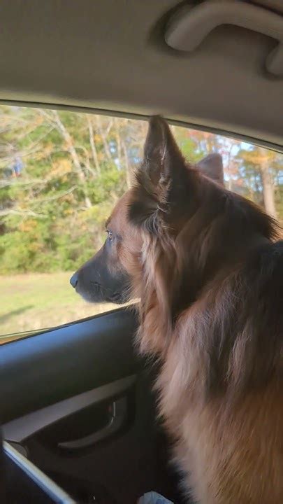 Going To The Vet For Proheart Dose Youtube