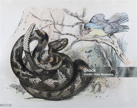 Ular Derik Amerika Selatan Atau Ular Derik Tropis Ilustrasi Warna