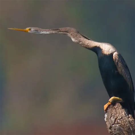 Oriental Darter Facts Diet Habitat And Pictures On Animaliabio