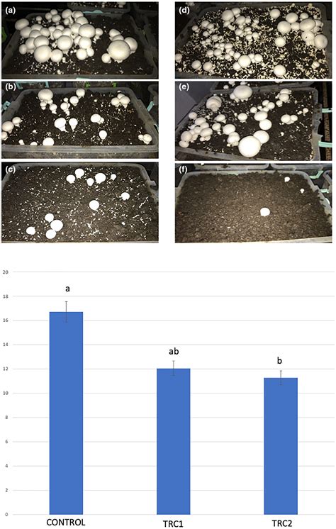 Molecular Characterization Of Trichoderma Spp Isolates In Mushroom‐growing Farms In Turkey And