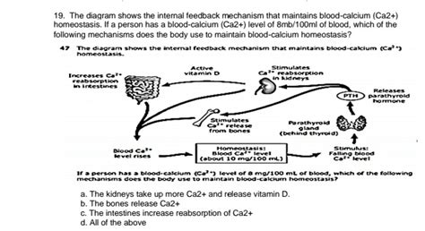 Calcium Feedback Loop