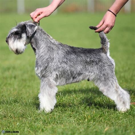 Salt And Pepper Miniature Schnauzer Coats And Colors