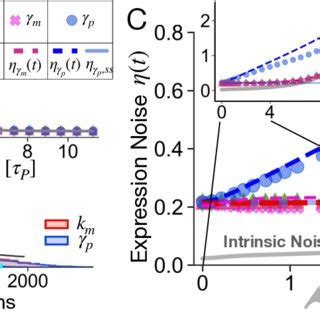 Time Dependent Cell To Cell Variability After A Sudden Transcriptional Download Scientific