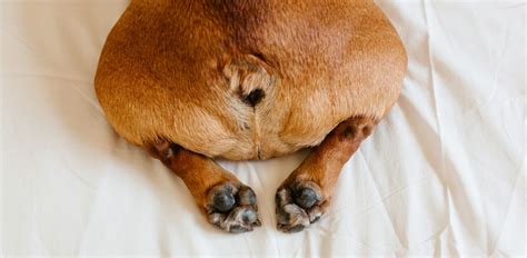 Why Does My Dogs Butt Smell Fishy