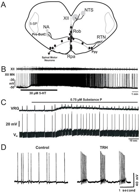 Contributions Of 5 Ht Neurons To Respiratory Control Neuromodulatory