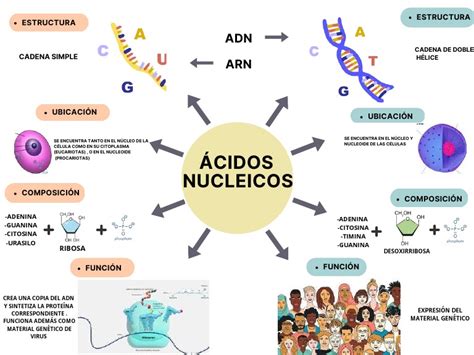 Mapa Mental Ácidos Nucleicos Ricardo Briceño Pdf