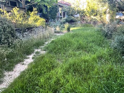 Weeping Grass Plant Selector