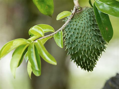 Soursop Tree Guanabana Soursop Tree For Sale