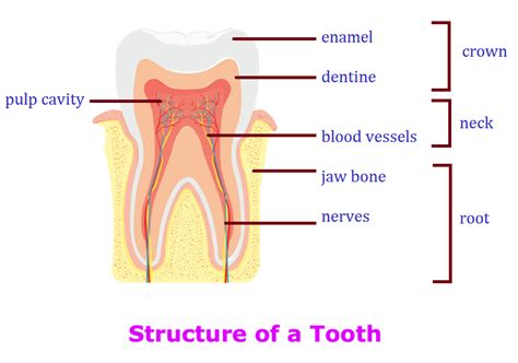 Kind And Number Of Teeth Location Of Teeth In Mouth Care Of Teeth
