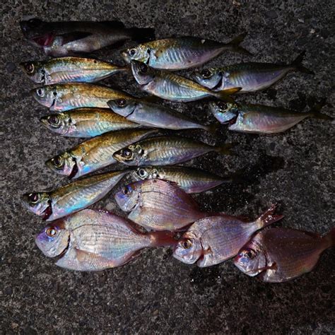 アジング 徳島 由岐港 アジング チャリコ 陸っぱり 釣り・魚釣り 釣果情報サイト カンパリ