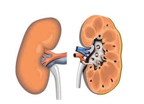 肾皮质和肾髓质 皮质髓质 肾髓质 第2页 大山谷图库