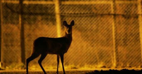 [세종라이프] 밤길 운전땐 사람 차 그리고 고라니 조심
