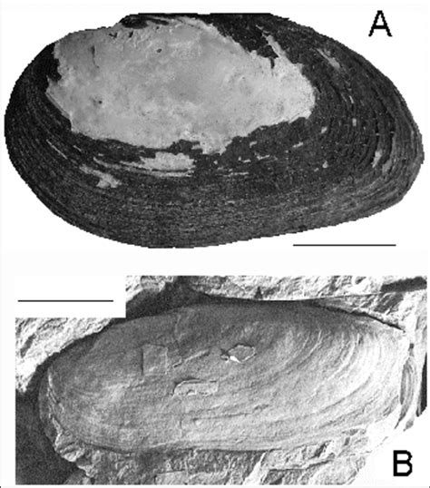 Shell Morphology Of Modern And Fossil Freshwater Bivalves Shell Download Scientific Diagram