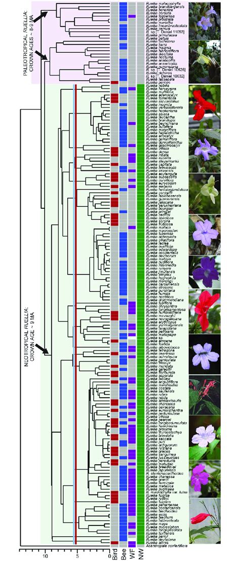 Maximum Clade Credibility Phylogeny For Relationships Among Species Of
