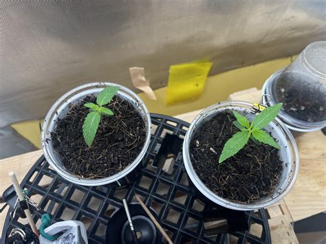 Anyone Using Bio Coco Need Help Rcocoforcannabis