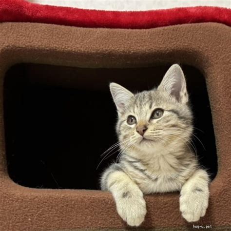【猫の里親募集】福岡県・雑種・子猫の里親になってくださる方を探しています。（id2311 00797）｜ハグー みんなのペット里親情報