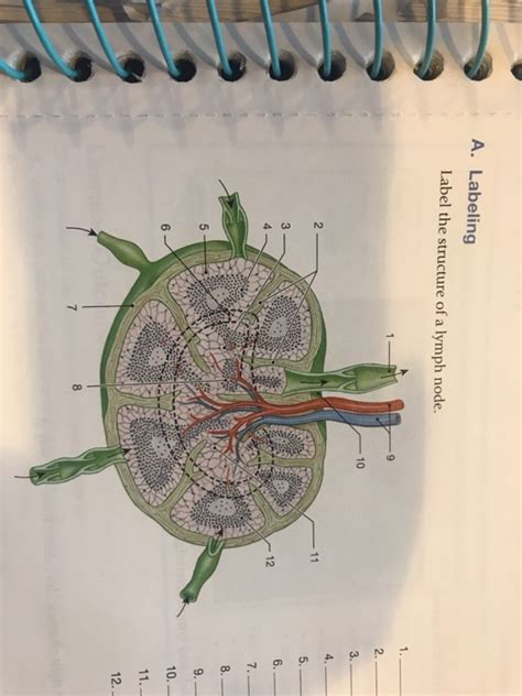 Solved A Labeling Label The Structure Of A Lymph Node 2