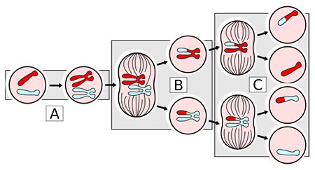 Spindle Fibers Definition Function Purpose Lesson Study Com