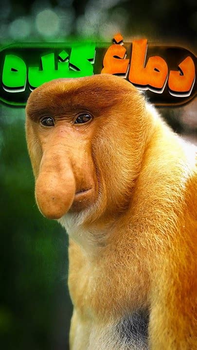 بزرگ ترین دماغ دنیا میمون پوزه دراز Youtube