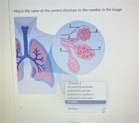 Solved Match The Name Of The Correct Structure To The Number Chegg