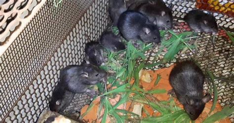 វីដេអូ ៖ កសិដ្ឋានចិញ្ចឹមពូជកណ្តុរមួយកន្លែងនៅខេត្តបាត់ដំបងកំពុងទទួលបានការគាំទ្រច្រើនពីអតិថិជន