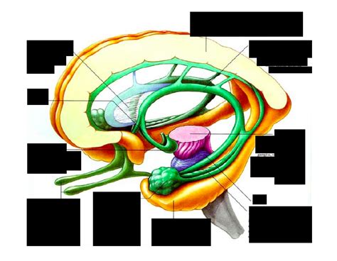 3d Limbic System Diagram Quizlet
