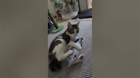 실컷 놀다가 고장난 고양이 고양이사냥놀이 고양이뒷발팡팡 Youtube