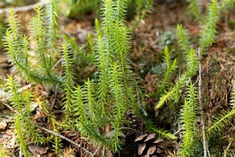 Lycophyte Definition Taxonomy Characteristics Examples And Facts Britannica