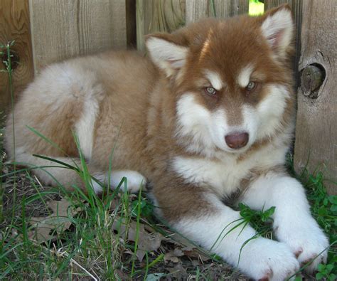 Brown Alaskan Malamute Puppies
