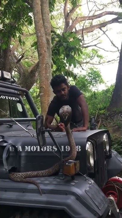 නයි එක්ක සෙල්ලම් නෑ ඔච්චර මූන ලගට ලං කර ගන්න එපා පරිස්සමෙන් මොකද තමන්ගේ ආරක්ෂව තමන් සතුයි Youtube