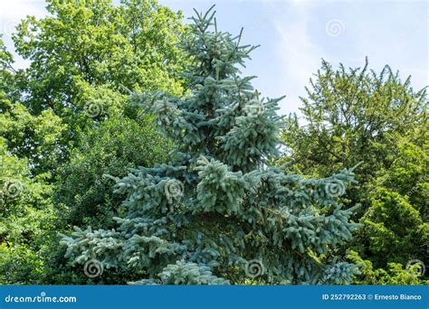 A Lovely Tree With Dark Green Colour Leaves Forty Hall Uk Stock Image Image Of Plant Found