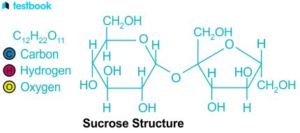 Disaccharides Learn Definition Structure Examples Functions