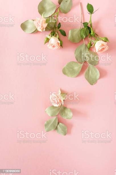 꽃 조성 배경 아름 다운 핑크 장미와 유칼립투스 잎 프레임 핑크 백그롭에 맨 위 보기 공간을 복사합니다 플랫 레이 플로럴 카드 휴일 꽃 개념입니다 0명에 대한 스톡 사진 및