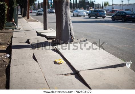 Tree Roots Destroy Sidewalk Stock Photo Shutterstock