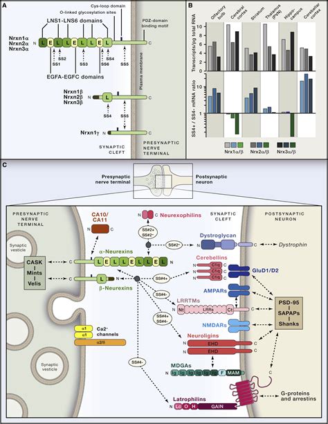 Synaptic Neurexin Complexes A Molecular Code For The Logic Of Neural Circuits Cell