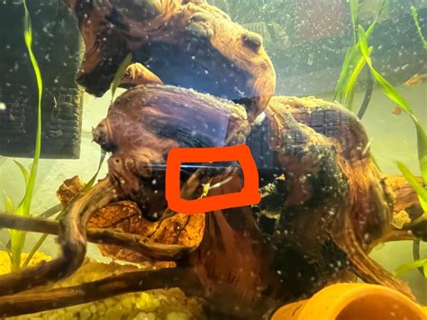 Please Help Identify This Worm Roundish Type Head Hopefully Not Planeria R Aquariums