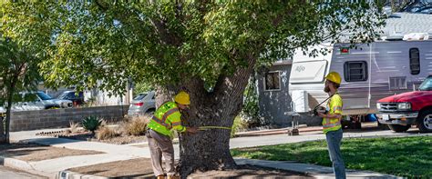 Tree Inventory Bureau Of Street Services Streetsla