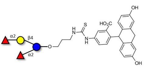 22 Difucosyllactose Linked To Fluorescein Linker Fluo A