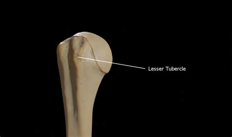 Right Humerus Arm Bone Buy Royalty Free 3d Model By Anatomy By