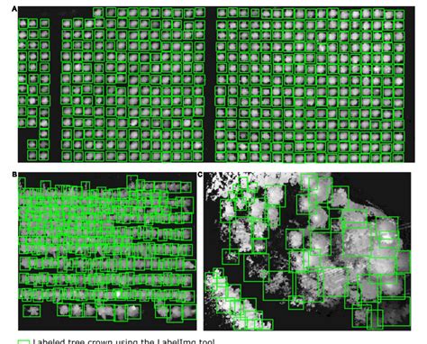Figure 1 From Individual Tree Crown Segmentation And Crown Width