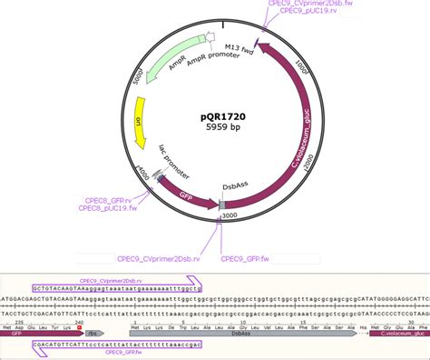 Vector Designed For Simultaneous Expression Of Egfp And C Violaceum Download Scientific