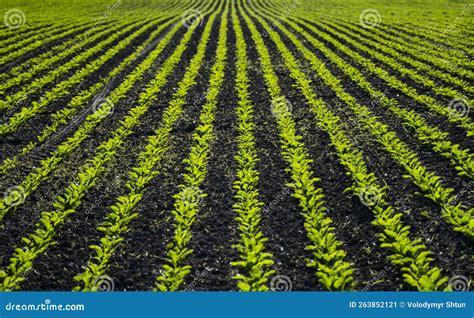 Young Fresh Beet Leaves Beetroot Plants Growing In A Row On