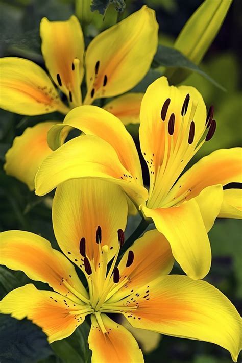 Most Beautiful Exotic Flowers You Ll Ever See Artofit