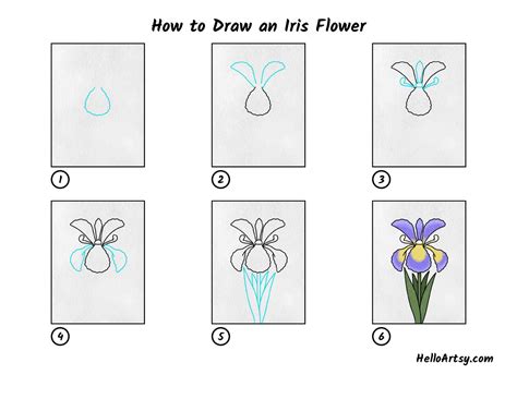 Bearded Iris Flower Drawing