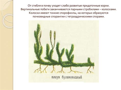 Отдел Плауновидные – Lycopodiophyta - презентация онлайн