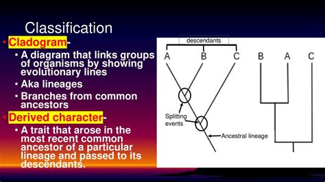 Evolution And Classification Ppt Download