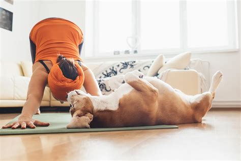 All About Doga Everything You Need To Know About Dog Yoga I Love My