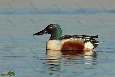 اردک نوک‌پهن شمالی؛ پرنده‌ای با منقار چماقی که آب را فیلتر می‌کند و