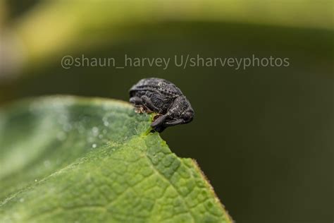 Found A Cute Weevil On My Walk Today R Insects